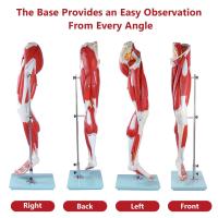 China Human Hip thigh calf and foot muscles 13 parts Life Size Arteries & Veins for Study Display Teaching Medical Leg Muscle Model for sale