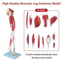 China Human Hip thigh calf and foot muscles 13 parts Life Size Arteries & Veins for Study Display Teaching Medical Leg Muscle Model for sale