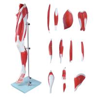 China Human Hip thigh calf and foot muscles 13 parts Life Size Arteries & Veins for Study Display Teaching Medical Leg Muscle Model for sale
