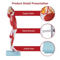 China Human Hip thigh calf and foot muscles 13 parts Life Size Arteries & Veins for Study Display Teaching Medical Leg Muscle Model for sale