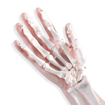 China Human Life Size Finger Bone Flexible for Medical Demonstration Study Education with Base Skeleton Hand Joint Model for sale