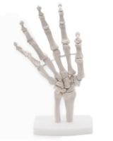 China Human Life Size Finger Bone Flexible for Medical Demonstration Study Education with Base Skeleton Hand Joint Model for sale