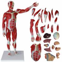 China 30 inches 27-Part 1/2 Life Size Muscles Structure of The Body for Teaching Study Muscle Viscera Model for sale