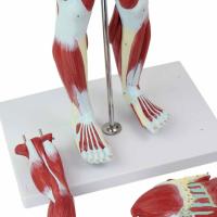 China 30 inches 27-Part 1/2 Life Size Muscles Structure of The Body for Teaching Study Muscle Viscera Model for sale
