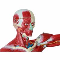 China 30 inches 27-Part 1/2 Life Size Muscles Structure of The Body for Teaching Study Muscle Viscera Model for sale