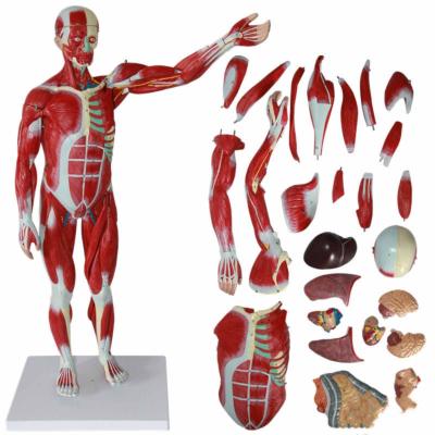 China 30 inches 27-Part 1/2 Life Size Muscles Structure of The Body for Teaching Study Muscle Viscera Model for sale