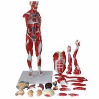 China 30 inches 27-Part 1/2 Life Size Muscles Structure of The Body for Teaching Study Muscle Viscera Model for sale