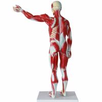 China 30 inches 27-Part 1/2 Life Size Muscles Structure of The Body for Teaching Study Muscle Viscera Model for sale