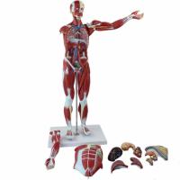 China 30 inches 27-Part 1/2 Life Size Muscles Structure of The Body for Teaching Study Muscle Viscera Model for sale