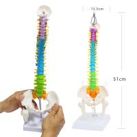 China Flexible Anatomical Skeleton Model Femur And Pelvic Bone Heads Vertebrae for sale
