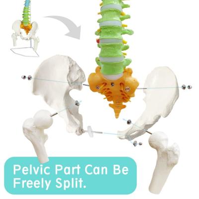 China Flexible Anatomical Skeleton Model Femur And Pelvic Bone Heads Vertebrae for sale