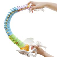 China Flexible Anatomical Skeleton Model Femur And Pelvic Bone Heads Vertebrae for sale