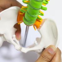 China Flexible Anatomical Skeleton Model Femur And Pelvic Bone Heads Vertebrae for sale