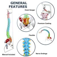 China Pelvis Femur Heads Anatomical Skeleton Model Life Size Flexible for sale