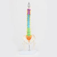 China Pelvis Femur Heads Anatomical Skeleton Model Life Size Flexible for sale