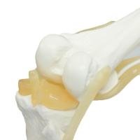 China Ligaments & Stand Life Size Display Base Best Medical Tool Clinic Demonstration Kids Learning Education Knee Joint Model for sale
