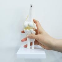 China Ligaments & Stand Life Size Display Base Best Medical Tool Clinic Demonstration Kids Learning Education Knee Joint Model for sale