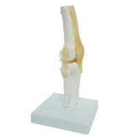 China Ligaments & Stand Life Size Display Base Best Medical Tool Clinic Demonstration Kids Learning Education Knee Joint Model for sale