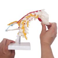 China Spine Cervical Vertebra Full Size Medical Skeleton Nerves Posterior Occipital Bone for sale