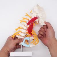 China Spine Cervical Vertebra Full Size Medical Skeleton Nerves Posterior Occipital Bone for sale