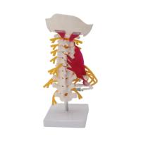 China Spine Cervical Vertebra Full Size Medical Skeleton Nerves Posterior Occipital Bone for sale