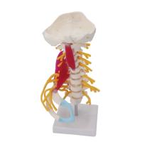 China Spine Cervical Vertebra Full Size Medical Skeleton Nerves Posterior Occipital Bone for sale