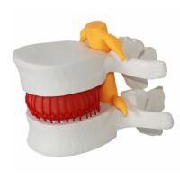 China Vertebrae Column Anatomical Skeleton Model OEM For Studing for sale