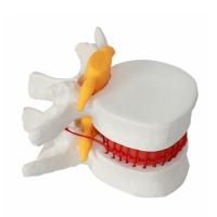 China Mini Interactive Anatomical Skeleton Model For Teaching for sale