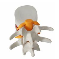 China Mini Interactive Anatomical Skeleton Model For Teaching for sale