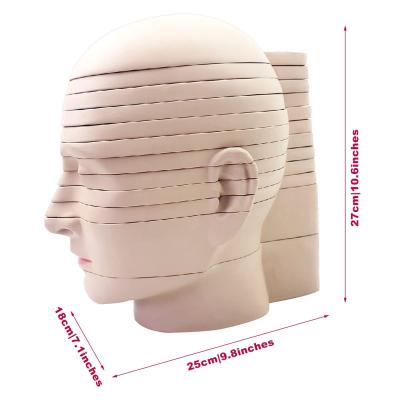 China horizontal section of brain nerve function medical brain tomography 12-slice head anatomical model for sale