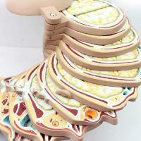 China horizontal section of brain nerve function medical brain tomography 12-slice head anatomical model for sale