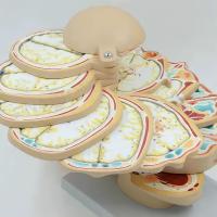 China horizontal section of brain nerve function medical brain tomography 12-slice head anatomical model for sale