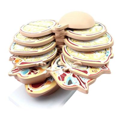 China horizontal section of brain nerve function medical brain tomography 12-slice head anatomical model for sale
