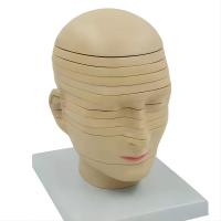 China horizontal section of brain nerve function medical brain tomography 12-slice head anatomical model for sale