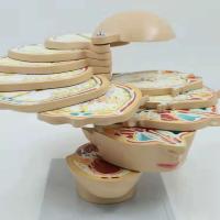 China horizontal section of brain nerve function medical brain tomography 12-slice head anatomical model for sale