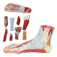 China Life size Anotomy Didactic Research Medical School Campus Hospital Rehabilitation Treatment After Surgery Foot Ankle Model for sale