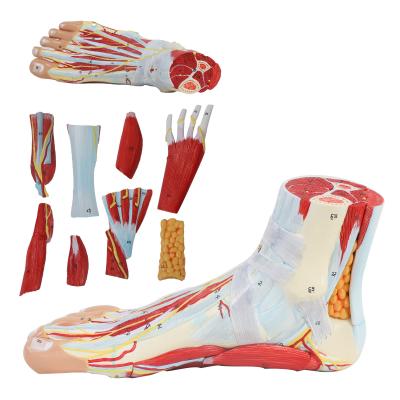 China Life size Anotomy Didactic Research Medical School Campus Hospital Rehabilitation Treatment After Surgery Foot Ankle Model for sale