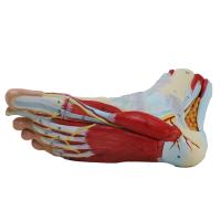 China Life size Anotomy Didactic Research Medical School Campus Hospital Rehabilitation Treatment After Surgery Foot Ankle Model for sale