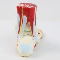 China Life size Anotomy Didactic Research Medical School Campus Hospital Rehabilitation Treatment After Surgery Foot Ankle Model for sale
