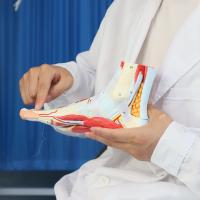 China Life size Anotomy Didactic Research Medical School Campus Hospital Rehabilitation Treatment After Surgery Foot Ankle Model for sale