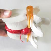 China Human Vertebrae Anatomical Skeleton Educational Model 3D for sale