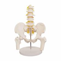 China Medical Lumbar Spine Pelvic Anatomical Skeleton Model Vertebral Column 3D for sale