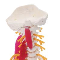 China Nerves Lumbar Cervical Vertebra Model For Study Display Teaching for sale