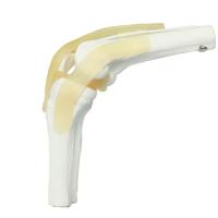 China Kids Learning Anatomical Knee Joint Model Display Medical Tool for sale