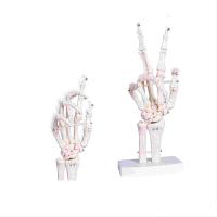 China Articulated Human Skeleton Model Hand Joint Bone For Lab for sale