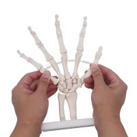 China Articulated Human Skeleton Model Hand Joint Bone For Lab for sale