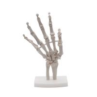 China Articulated Human Skeleton Model Hand Joint Bone For Lab for sale