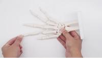 China Articulated Human Skeleton Model Hand Joint Bone For Lab for sale
