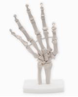 China Articulated Human Skeleton Model Hand Joint Bone For Lab for sale