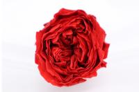 China 4-5cm  Austin Flower Rose Head Preserved Long Lasting Eternal Rose For Wedding Decoration for sale